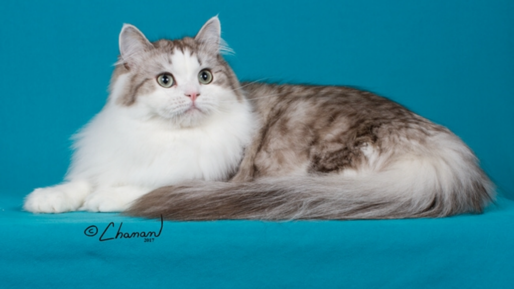Ragamuffin cat photos | RagaMuffin Cat Fanciers