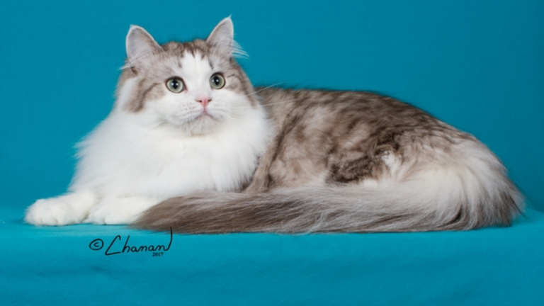Ragamuffin cat photos | RagaMuffin Cat Fanciers