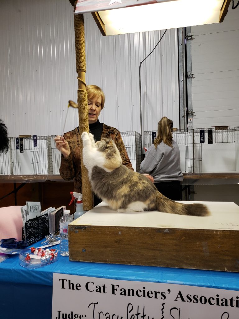 Cat Show Adventure | RagaMuffin Cat Fanciers