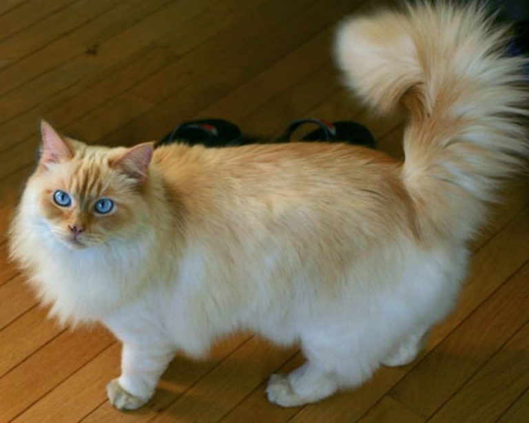 RagaMuffin Eye Colors | RagaMuffin Cat Fanciers