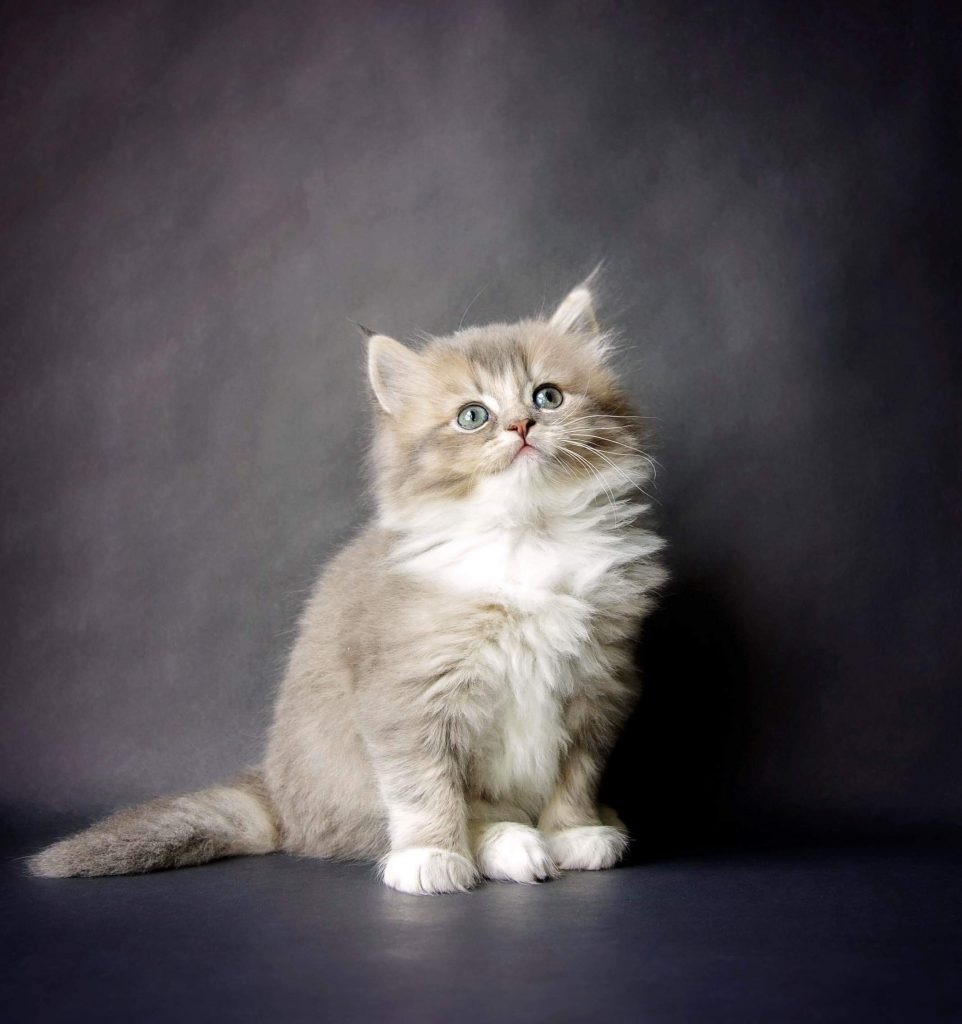 Tabby Patterns | RagaMuffin Cat Fanciers