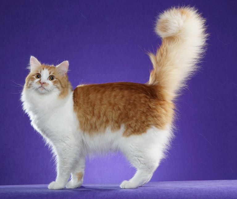 Ragamuffin cat photos | RagaMuffin Cat Fanciers